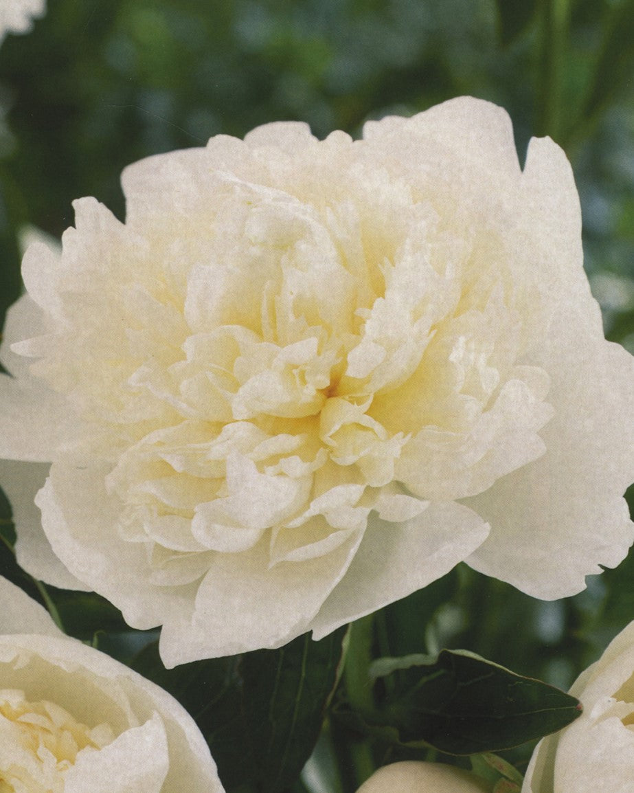 Peony - Duchesse de Nemours – Petersham Nurseries