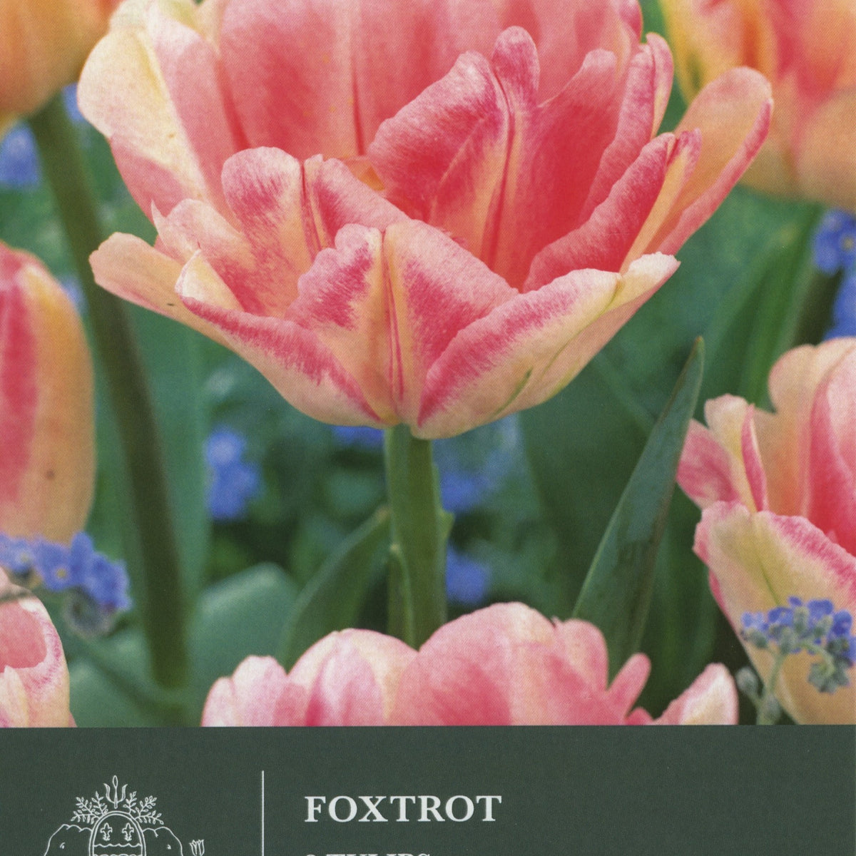 Tulip - Foxtrot – Petersham Nurseries