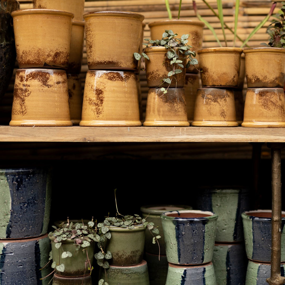 Mixed Colour Striped Flower Pots in 2 sizes – Petersham Nurseries