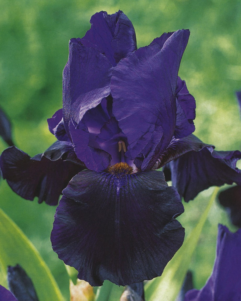 All Products – Page 5 – Petersham Nurseries