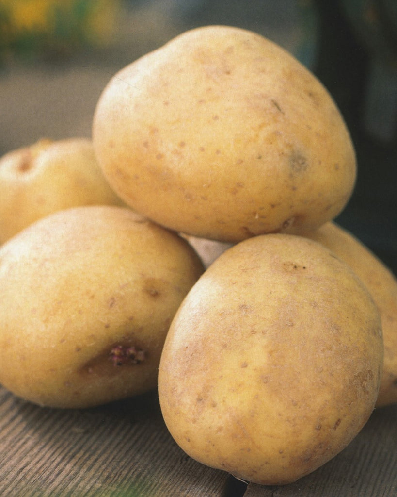 All Products – Page 7 – Petersham Nurseries