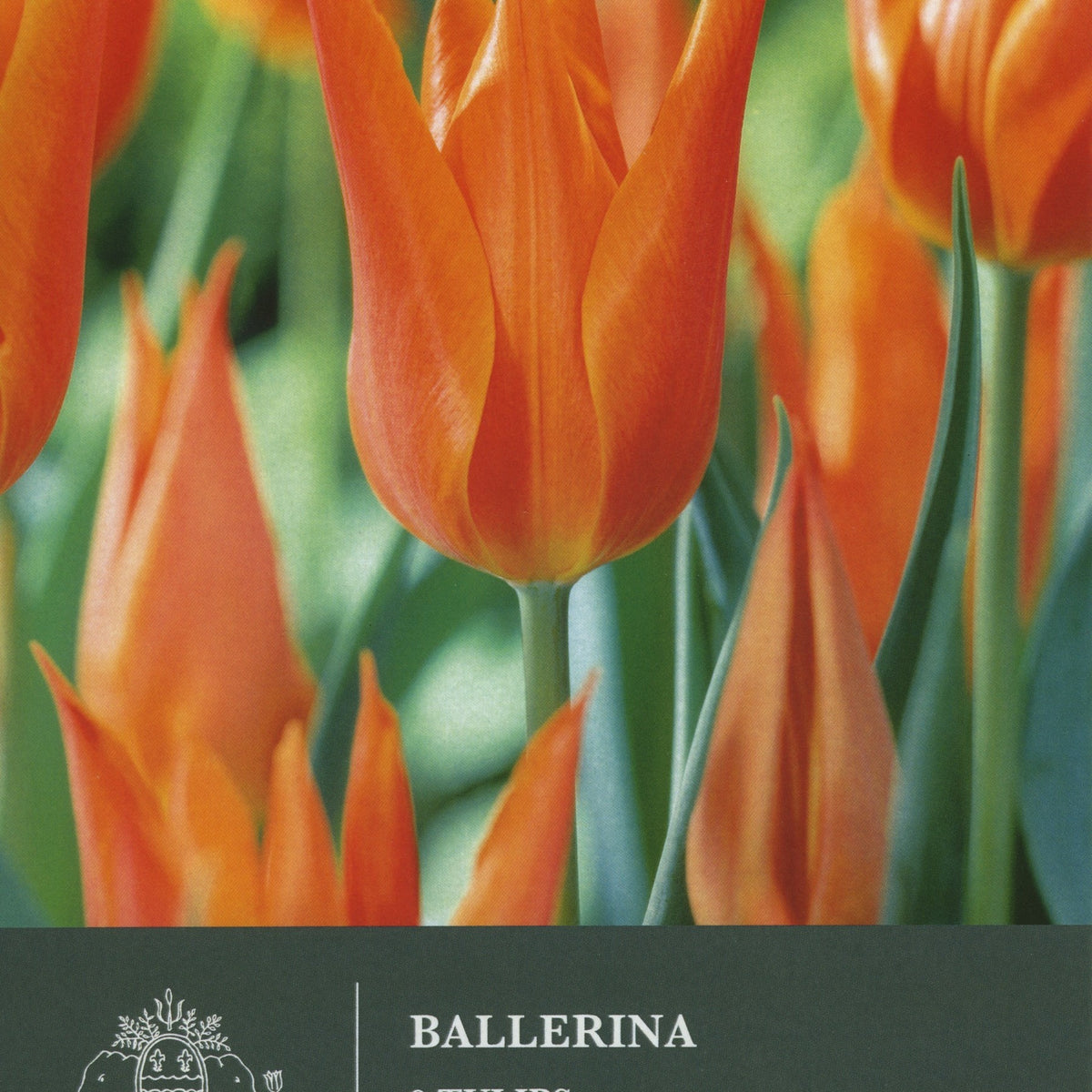 Tulip - Ballerina – Petersham Nurseries