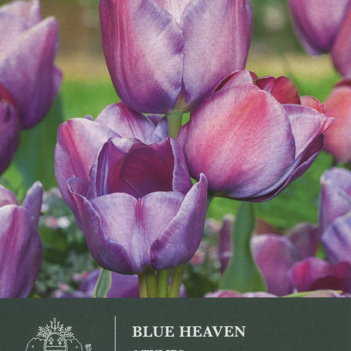Tulip - Blue Heaven – Petersham Nurseries