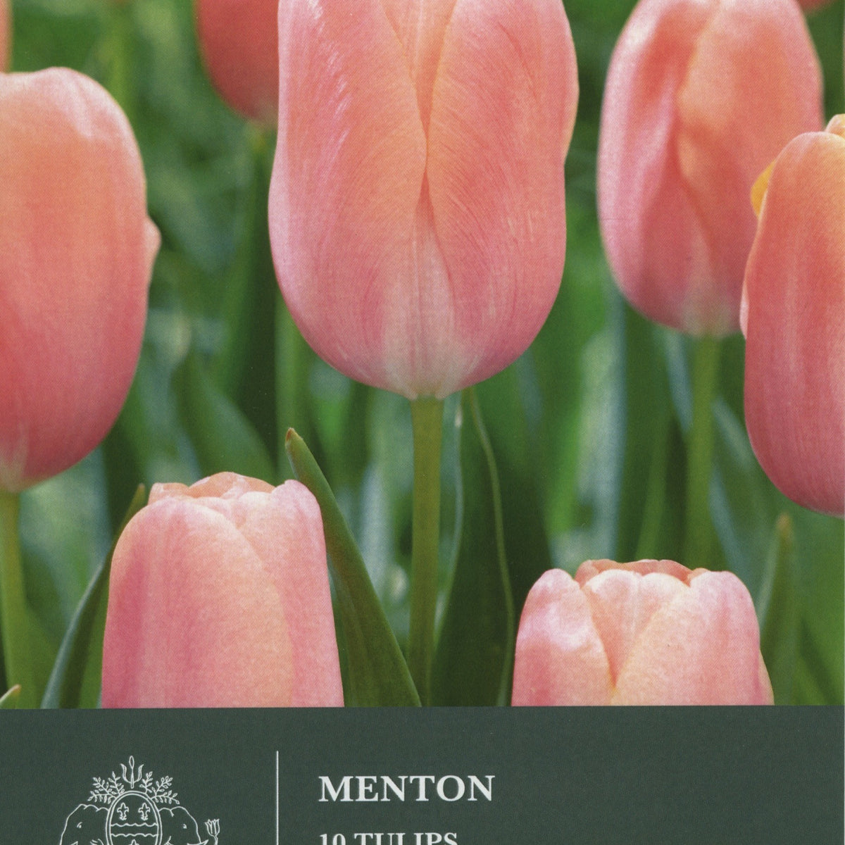 Tulip - Menton – Petersham Nurseries