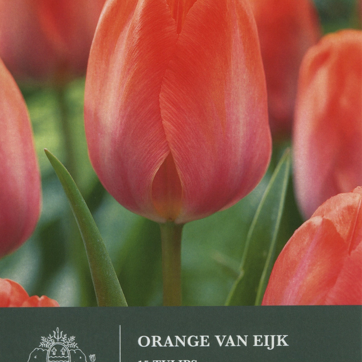 Tulip - Orange Van Eijk – Petersham Nurseries